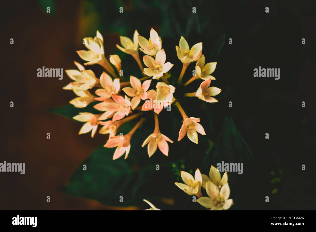 White tuberose flowers in mass with leaves from the top angle Stock ...