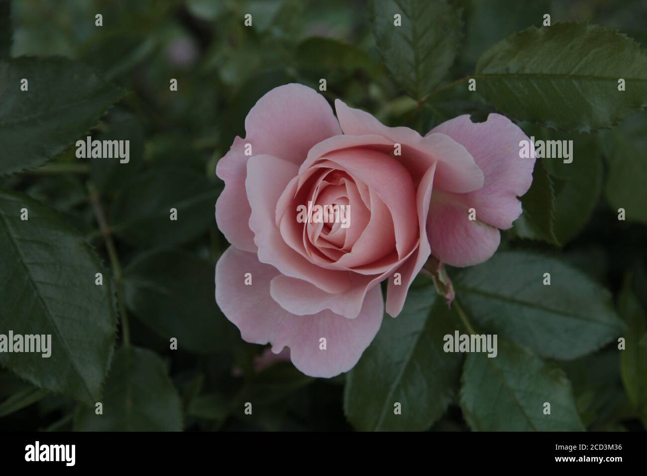 rose beautiful nature Stock Photo - Alamy