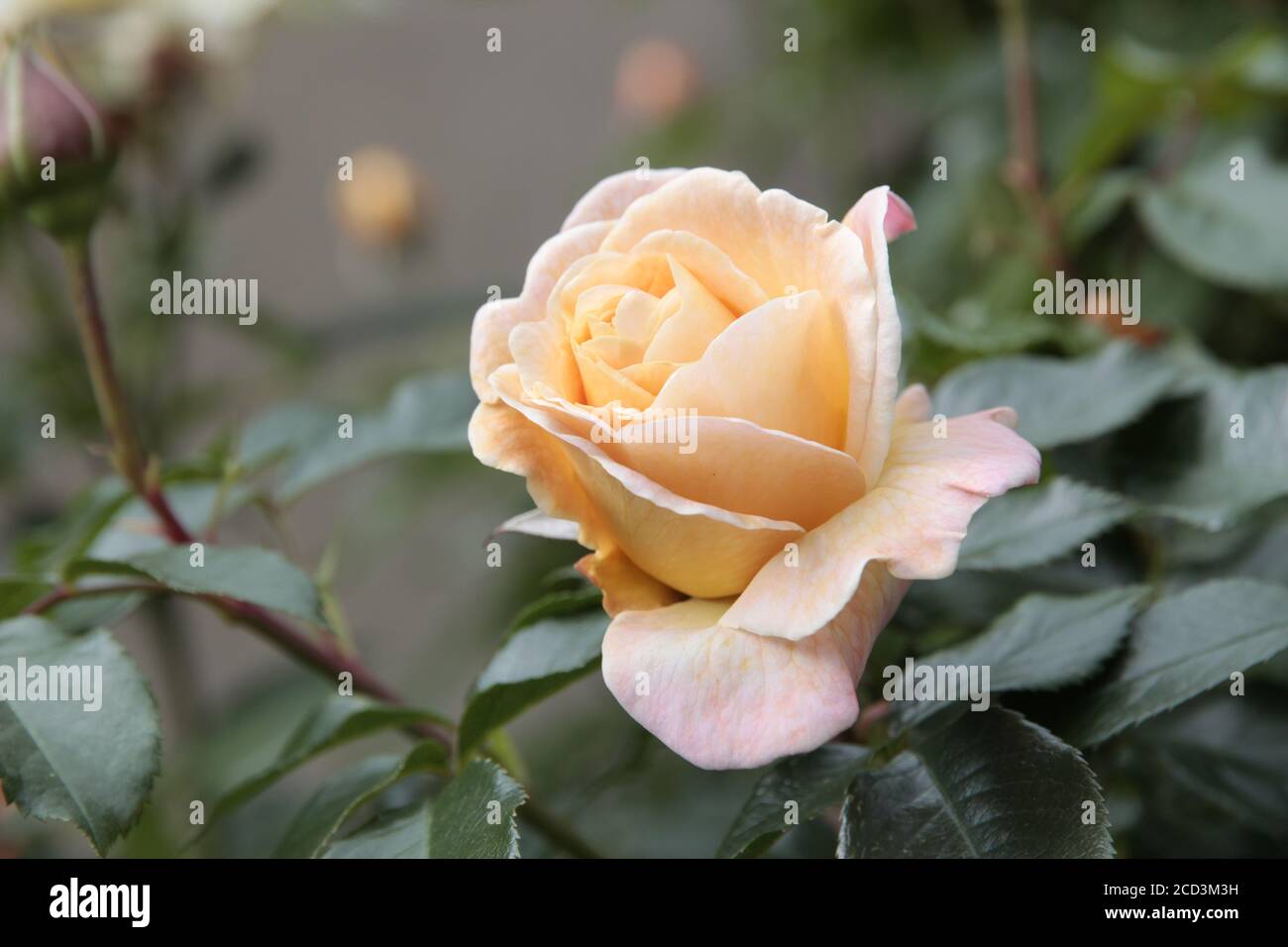 rose beautiful nature Stock Photo - Alamy