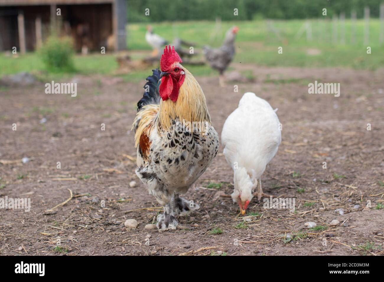 Rooster and chicken living in a farm Stock Photo - Alamy