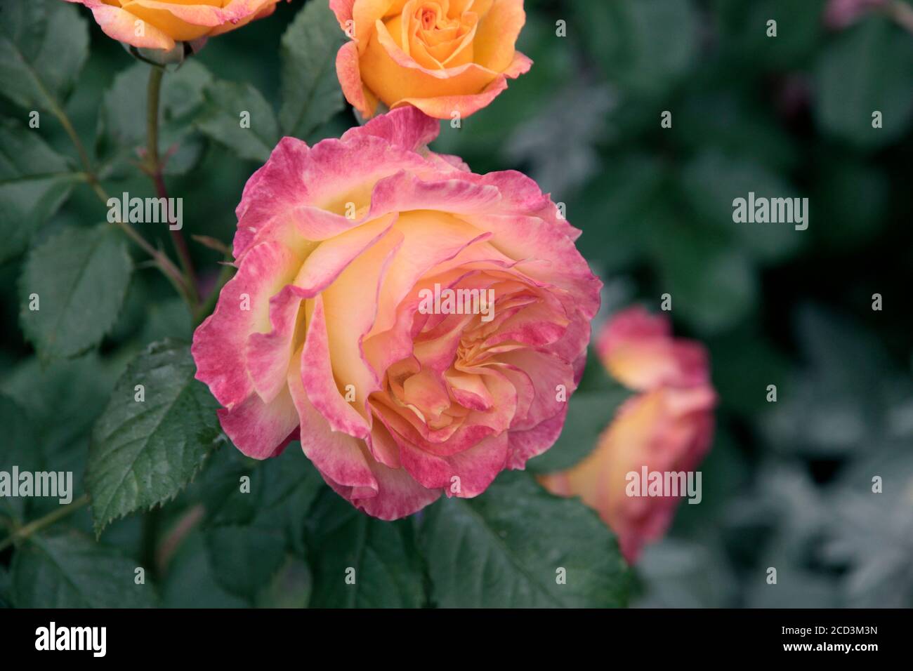 rose beautiful nature Stock Photo - Alamy