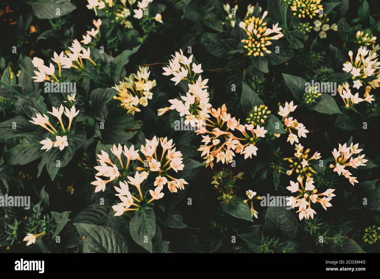 White tuberose flowers in mass with leaves from the top angle Stock ...