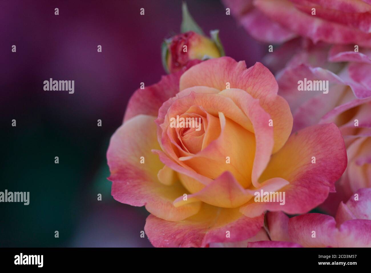 rose beautiful nature Stock Photo - Alamy