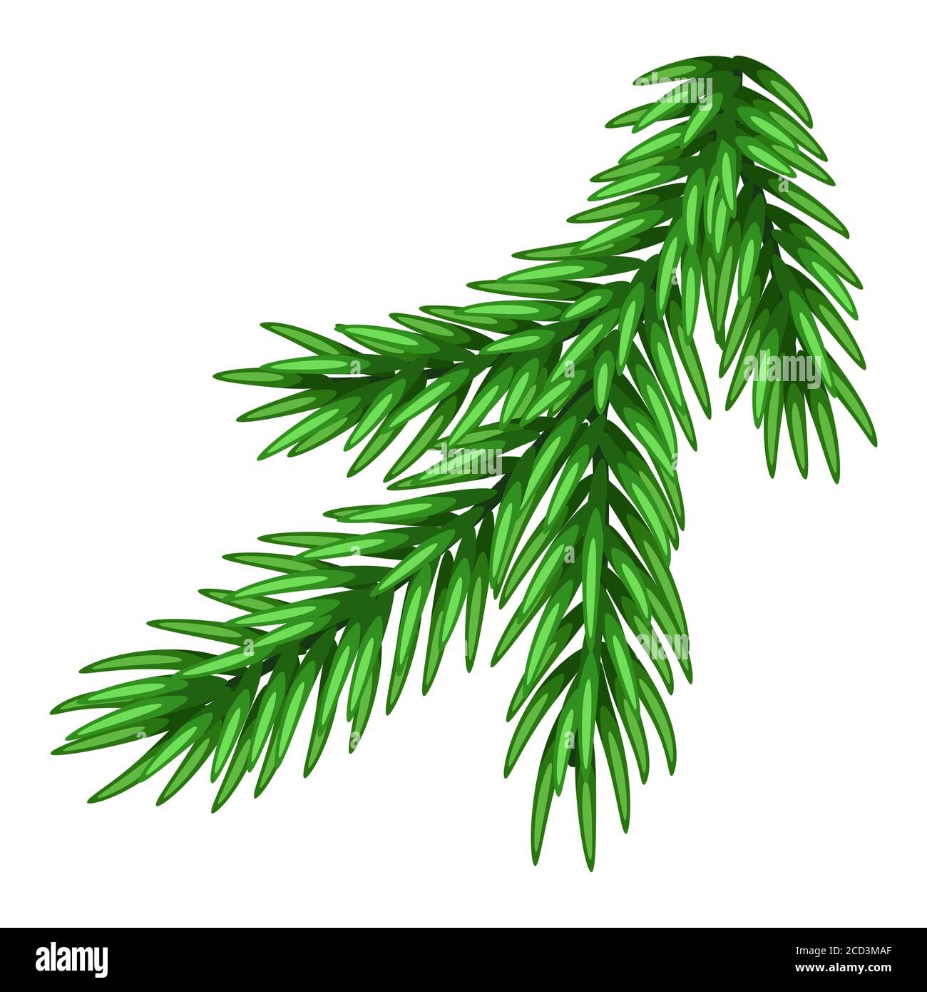 Illustration of spruce branch Stock Vector Image & Art - Alamy
