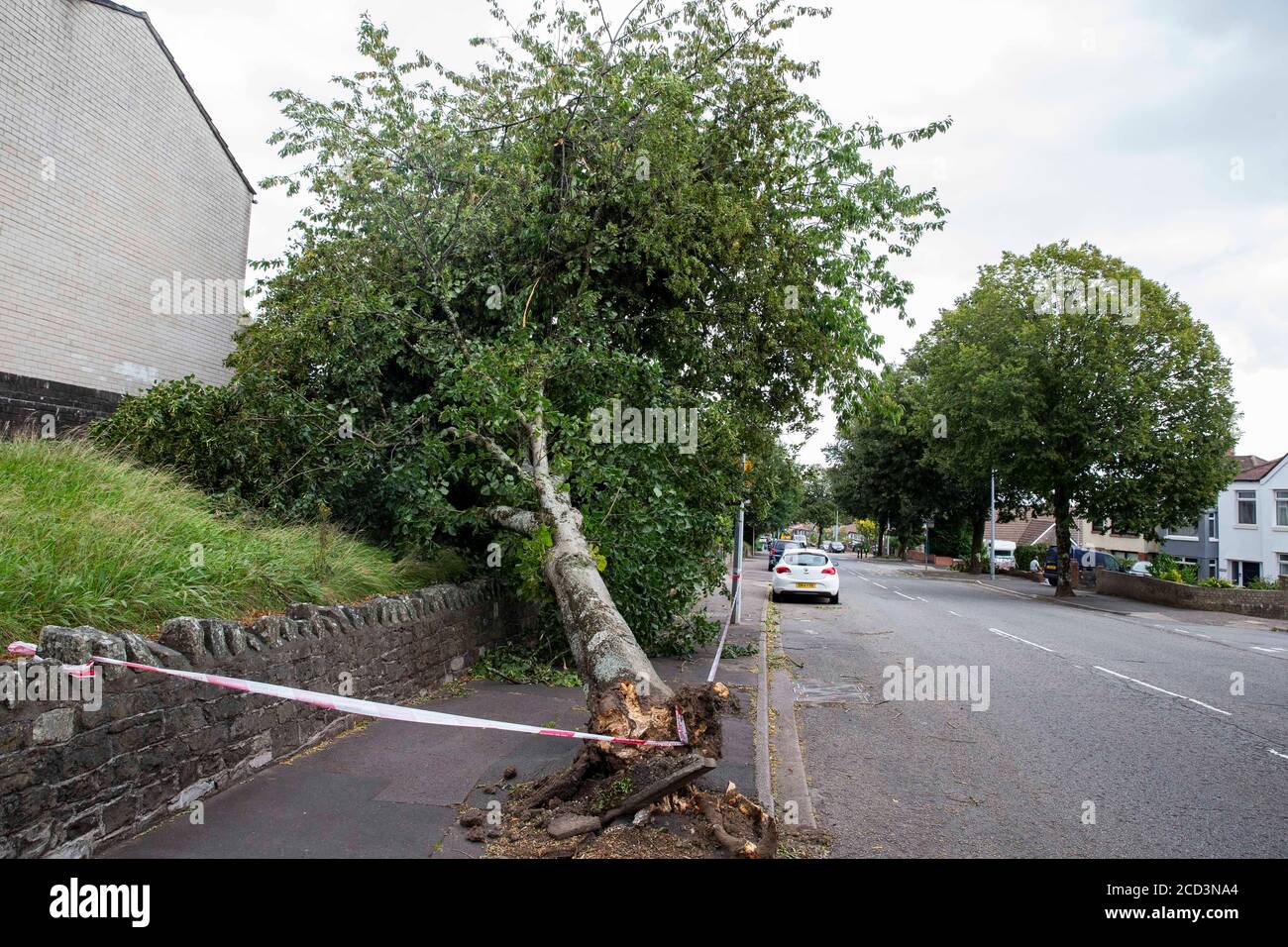 Cardiff, Wales, UK. 26th Aug, 2020. A fallen tree in the Fairwater area ...