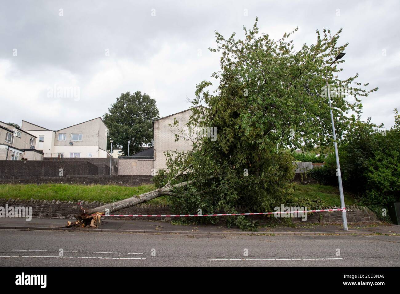 Cardiff, Wales, UK. 26th Aug, 2020. A fallen tree in the Fairwater area ...