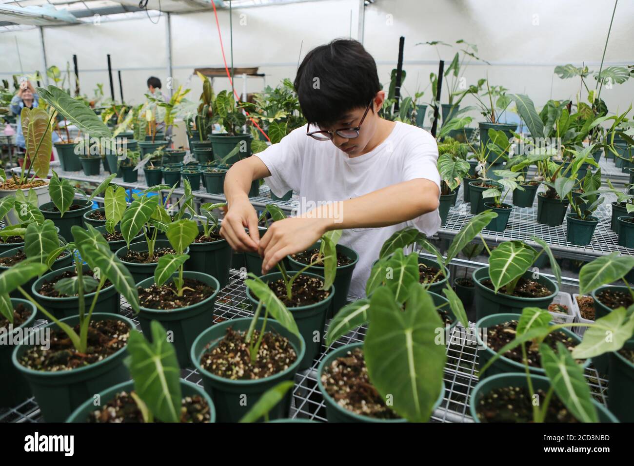 Kong Xiaoru takes care of his flower at a greenhouse, Nanjing city ...