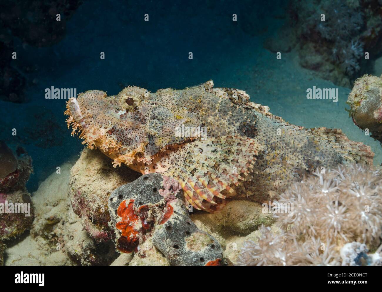 Scorpionfish on reef hi-res stock photography and images - Alamy