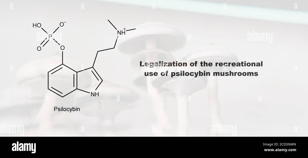 Legalization of the recreational use of psilocybin mushrooms ...