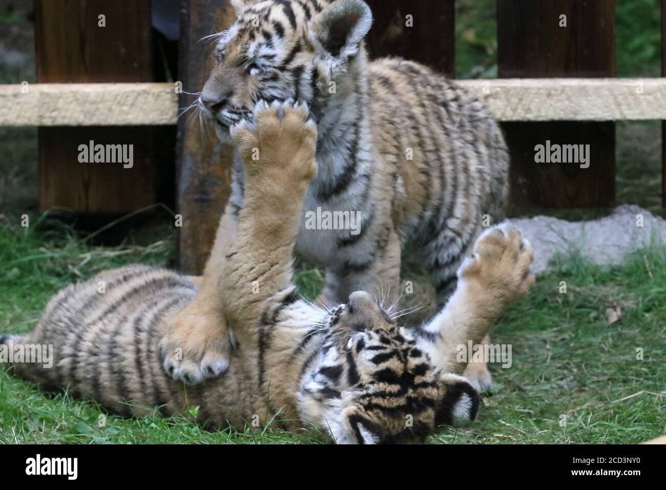 Siberian tigers are running in the forest at the Hengdaohezi Siberian ...