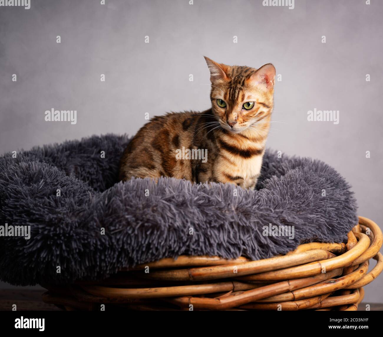 Bengal cat in bed hi-res stock photography and images - Alamy