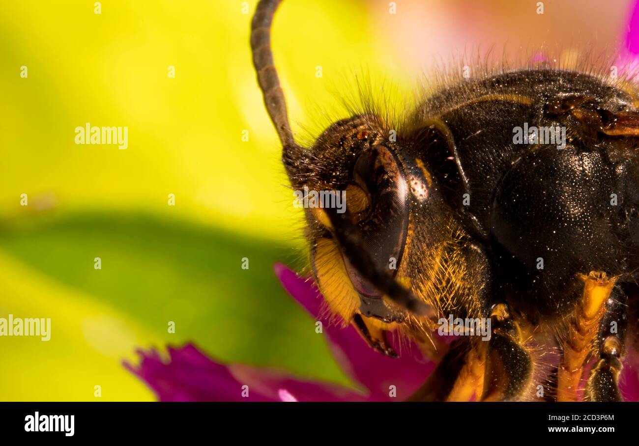 Macro view of European paper wasp. Polistes nimpha Stock Photo - Alamy