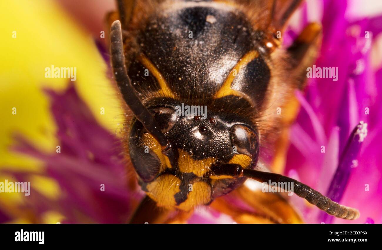 Macro view of European paper wasp. Polistes nimpha Stock Photo - Alamy