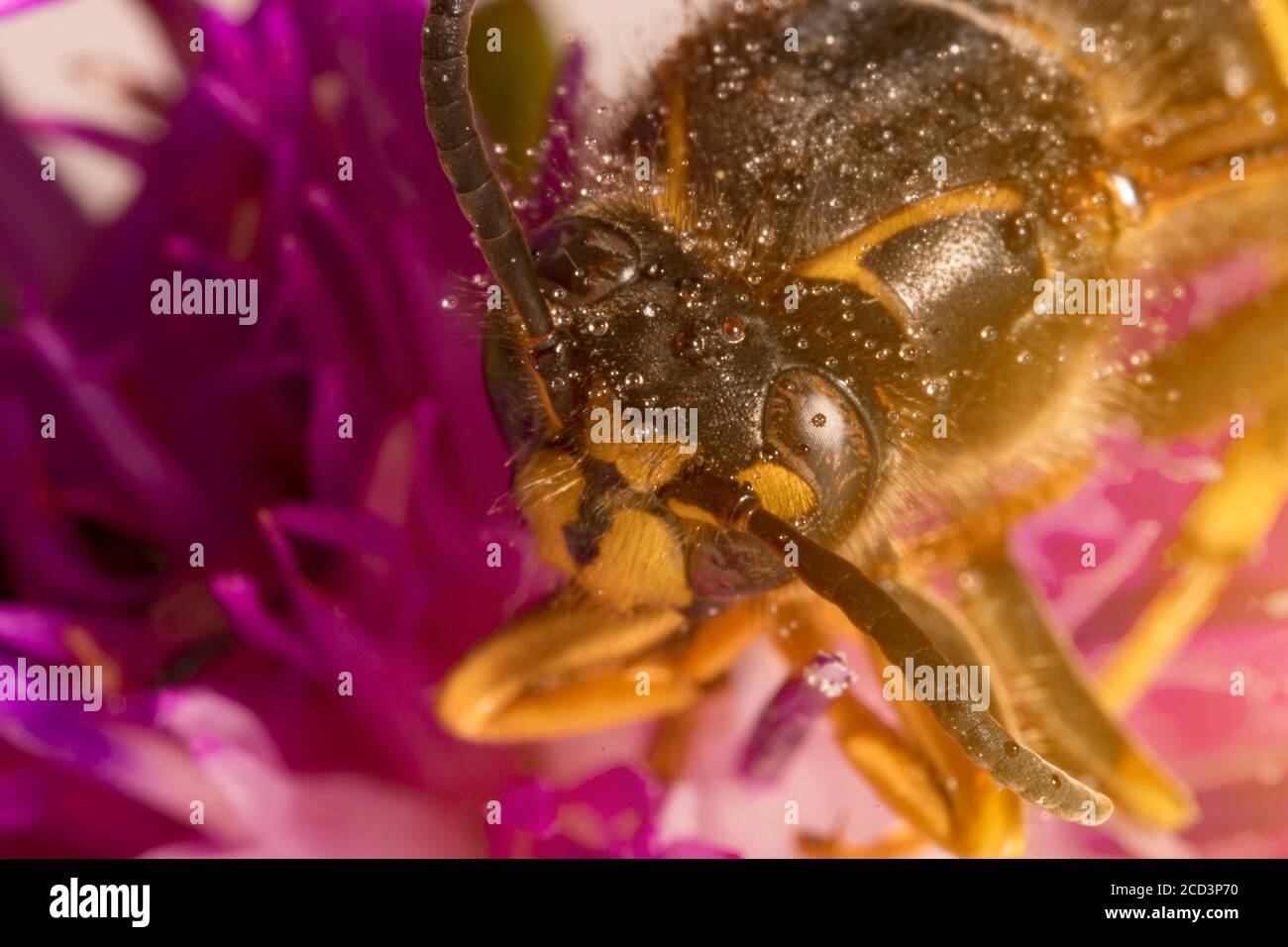 Macro view of European paper wasp. Polistes nimpha Stock Photo - Alamy
