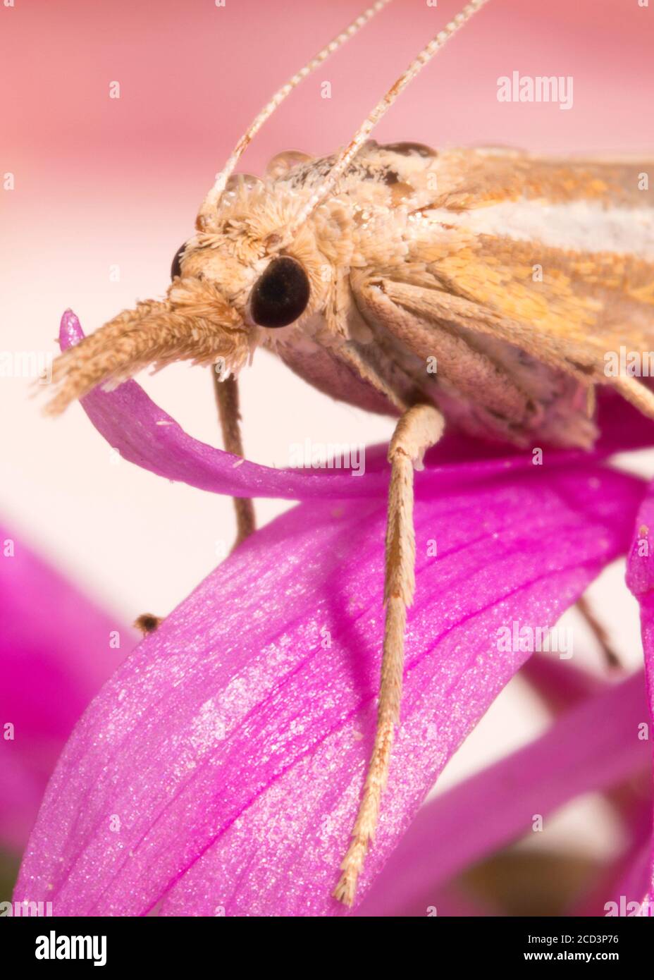 Shot beautiful pink moth hi-res stock photography and images - Alamy