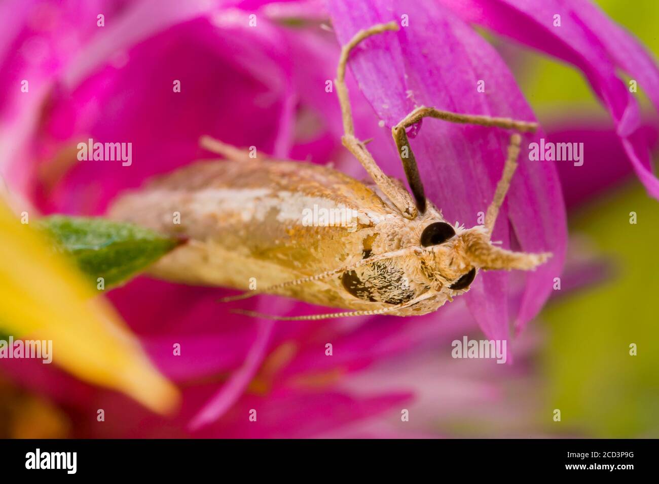 Macro shot of a moth with a proboscis Stock Photo - Alamy