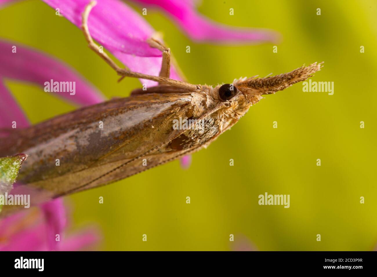 Macro shot of a moth with a proboscis Stock Photo - Alamy