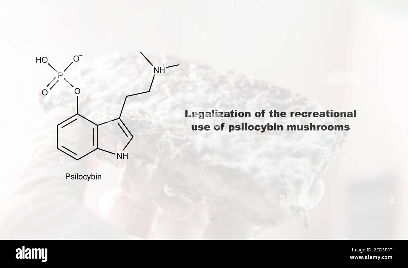 Legalization of the recreational use of psilocybin mushrooms ...