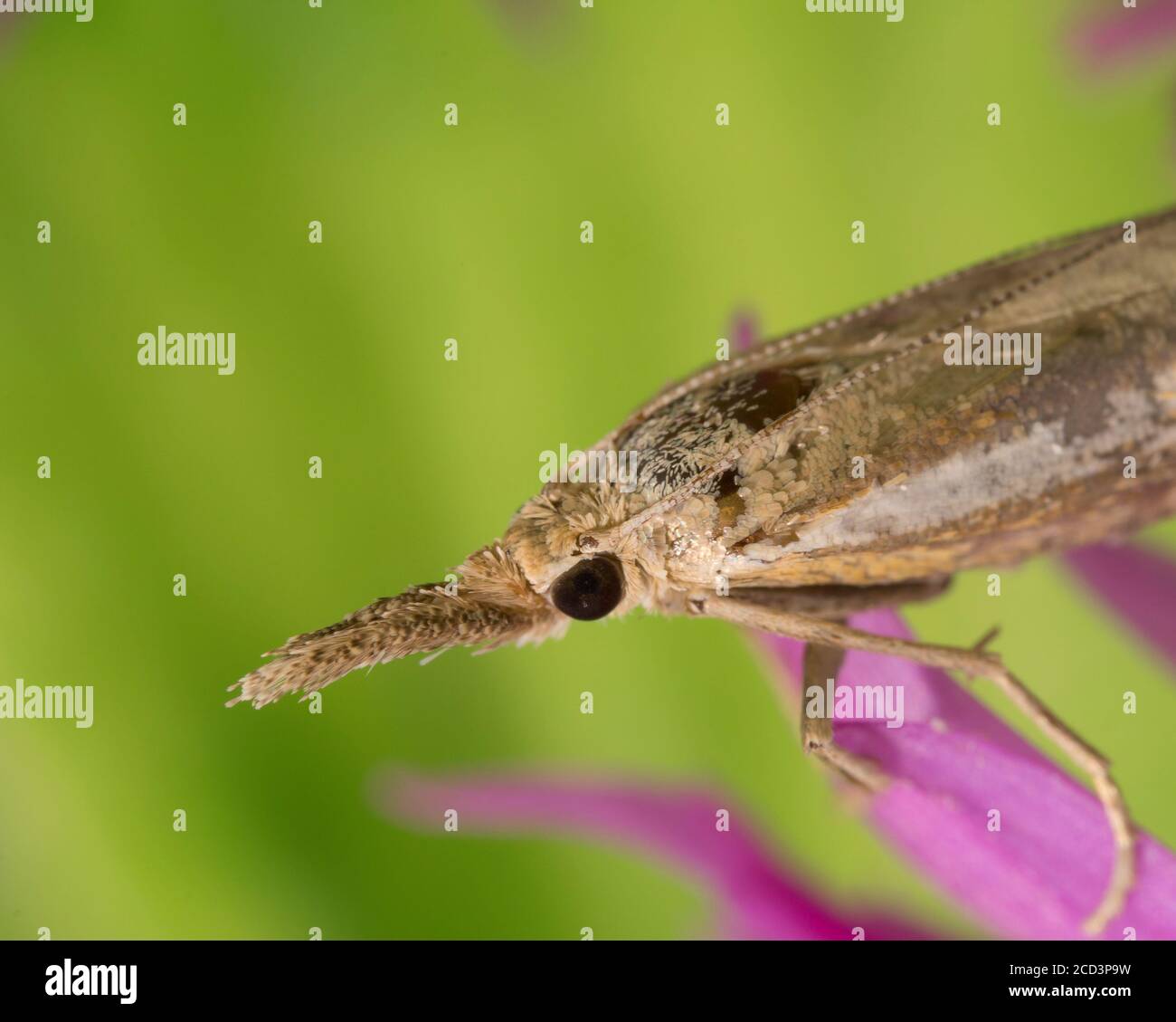 Microscopic view of a fly hi-res stock photography and images - Alamy