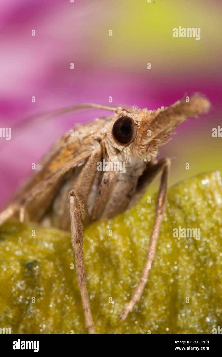 Microscopic view of a fly hi-res stock photography and images - Alamy