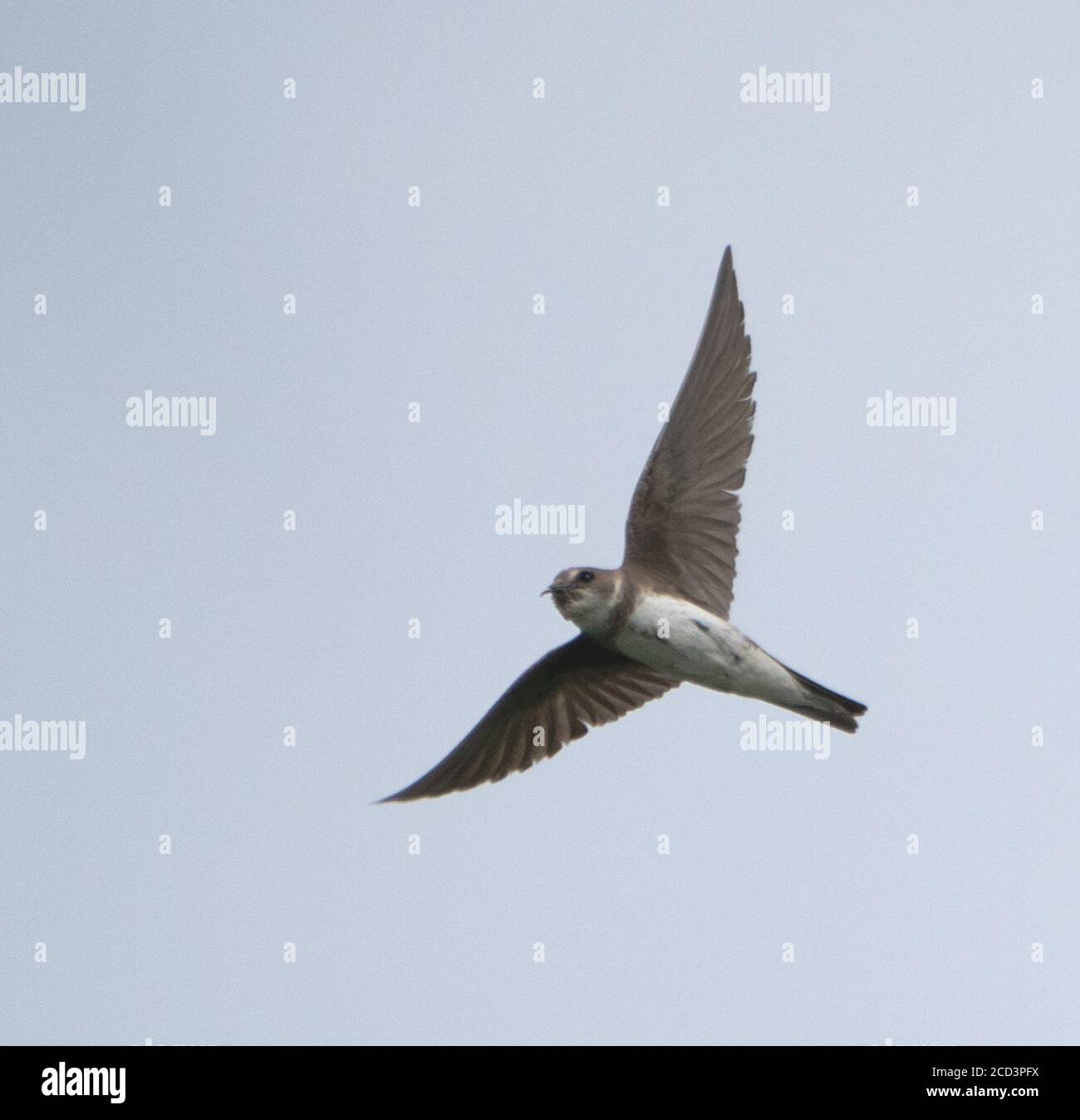 Fling birds hi-res stock photography and images - Alamy