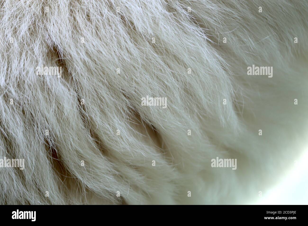 Photo background of white bear fur. An example of the texture of the ...