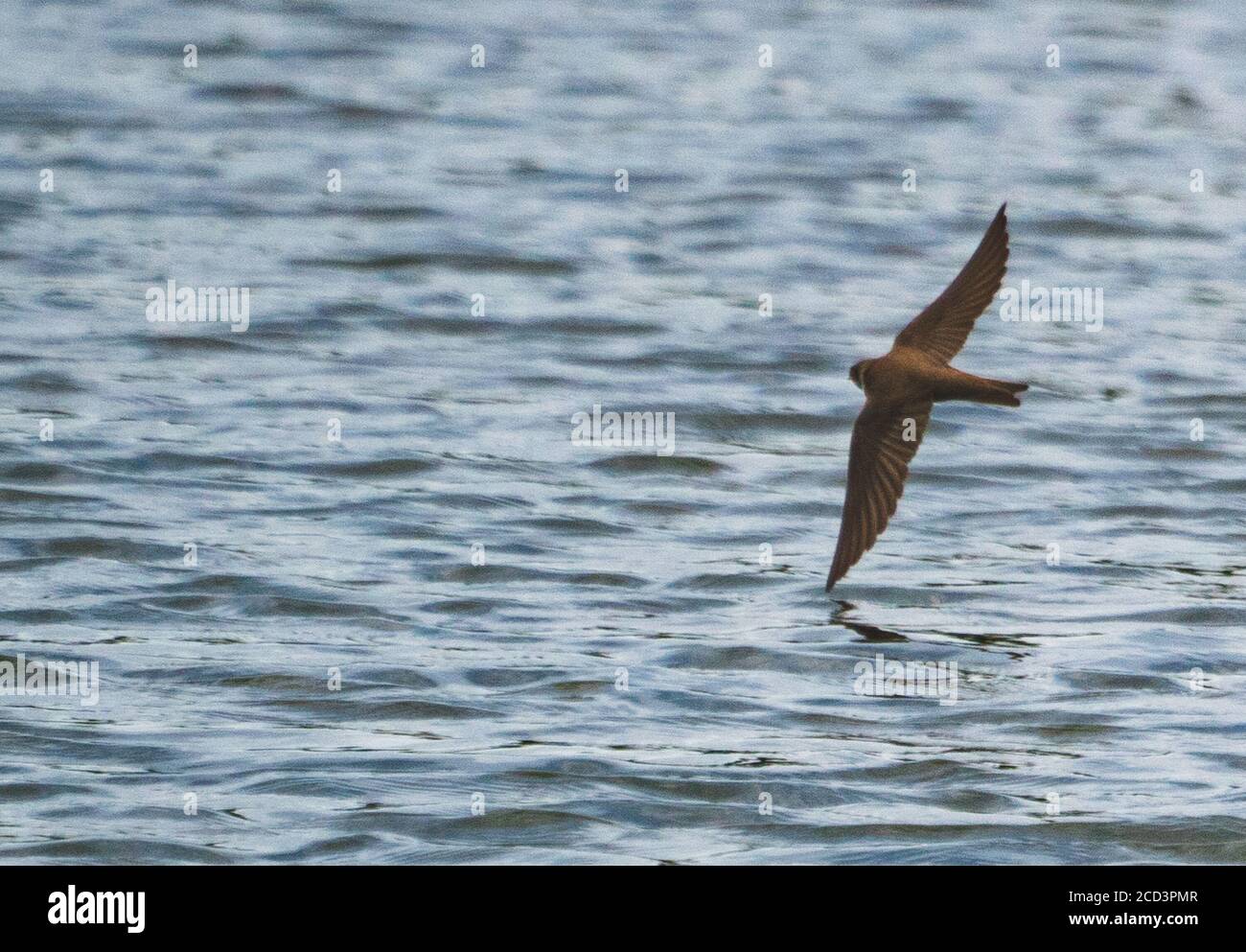 Fling birds hi-res stock photography and images - Alamy