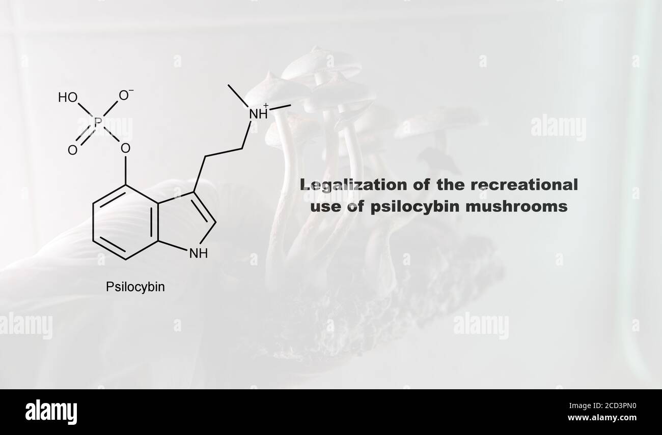 Legalization of the recreational use of psilocybin mushrooms ...