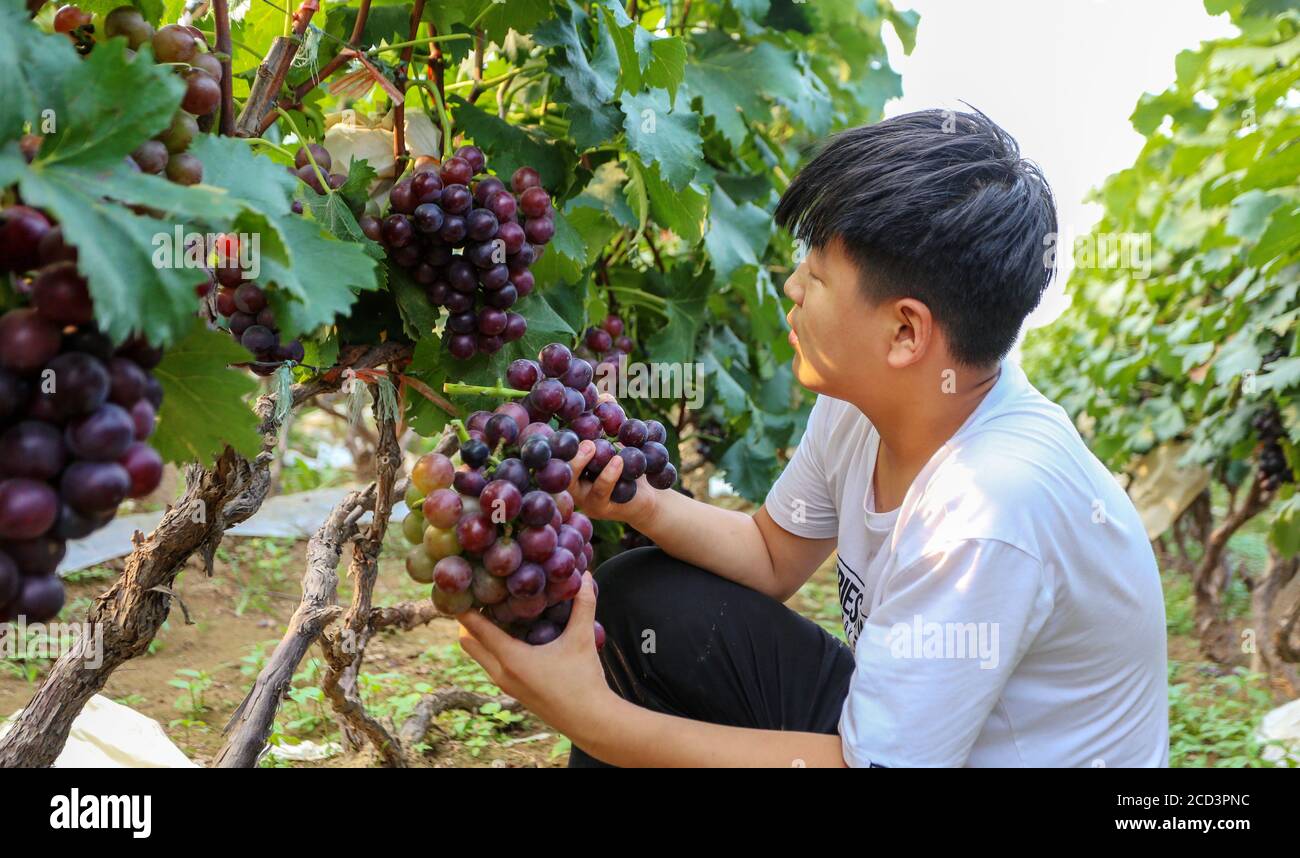 People pick grapes at a grape growing base in Jize county, Handan city ...