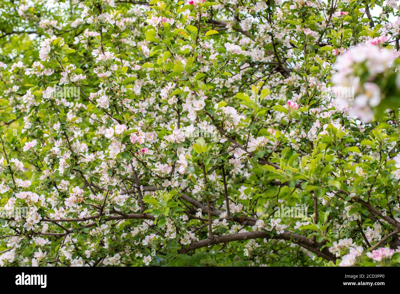 Blooming Apple Tree Wallpaper