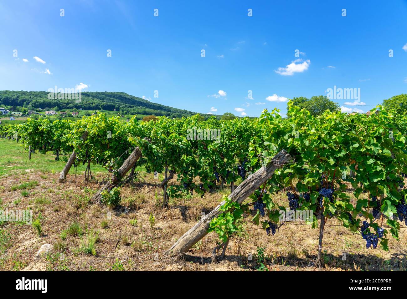 Agricultural agriculture beauty countryside day farm grape grapevine ...