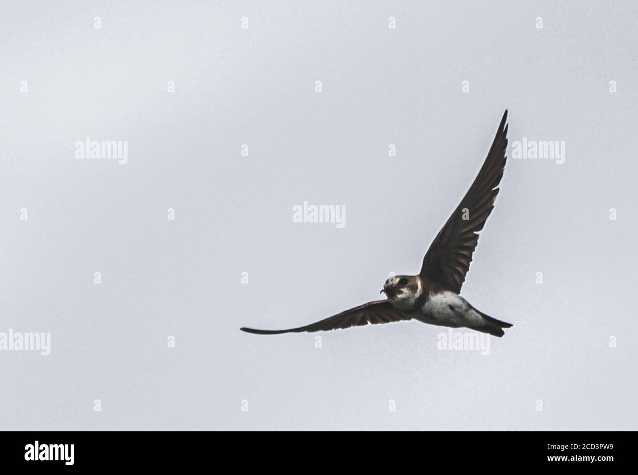 birds fling catching flies Stock Photo - Alamy