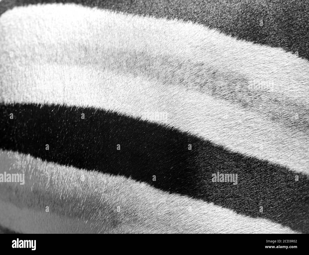 Photo background of a beautiful Zebra skin and stripes. Zebra texture ...