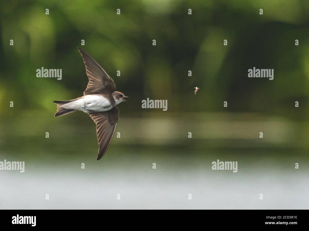 Fling birds hi-res stock photography and images - Alamy