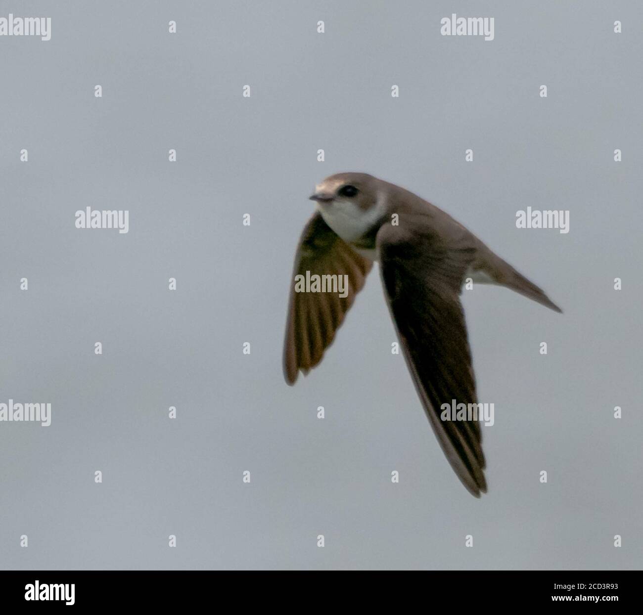Fling birds hi-res stock photography and images - Alamy