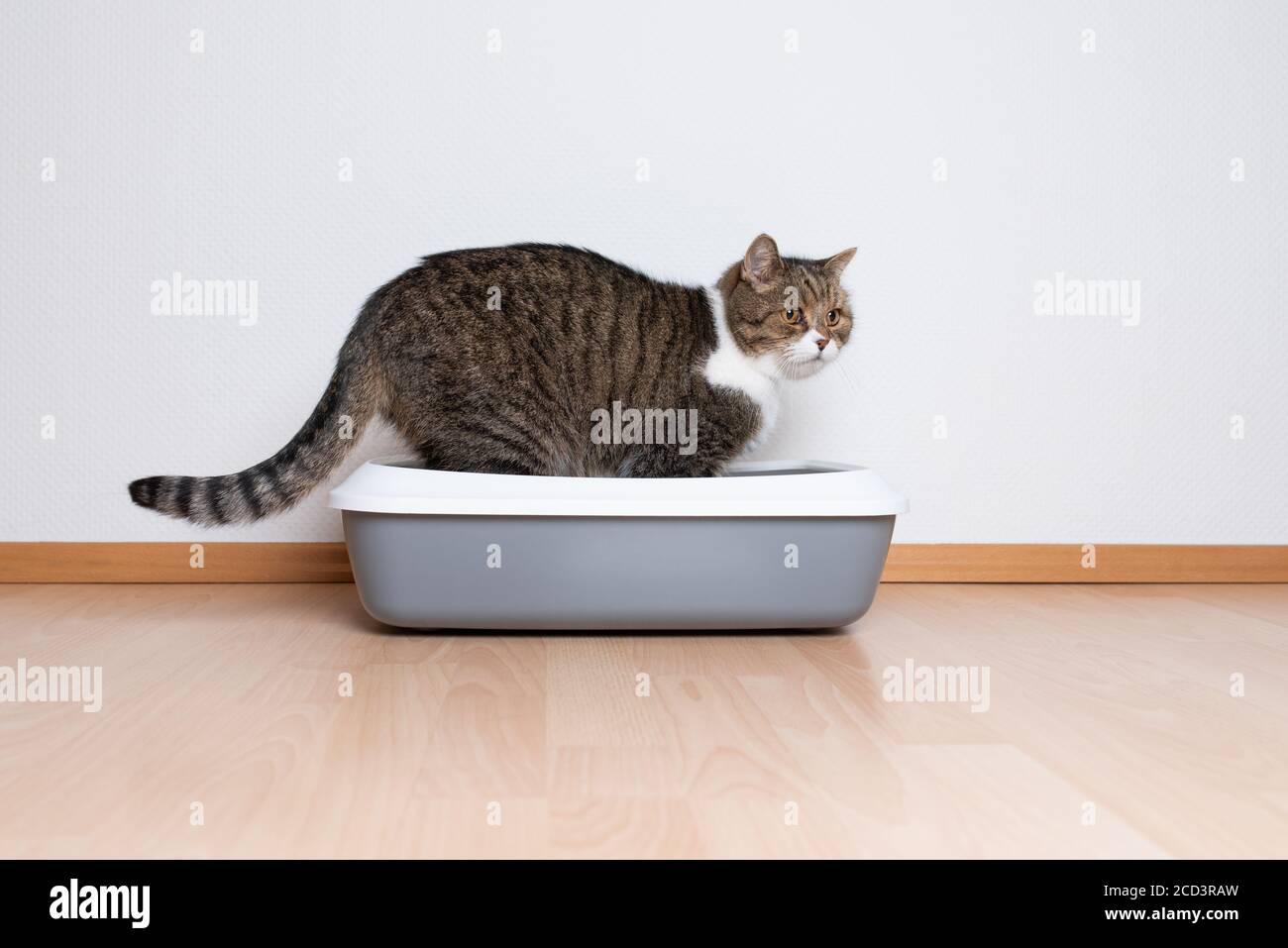 side view of a tabby british shorthair cat using a cat litter box in ...