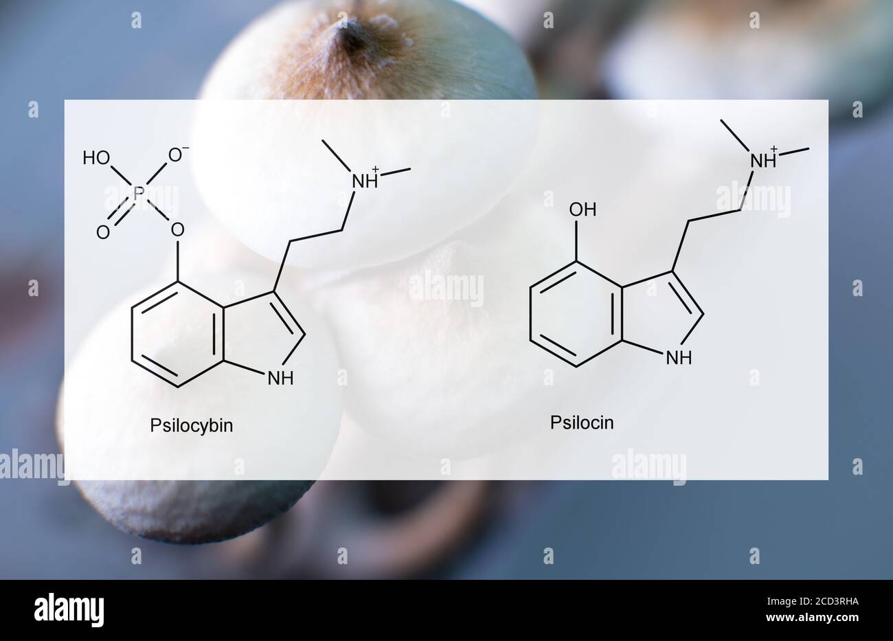 the medical effects of psilocybin and psilocin on the psychological and ...