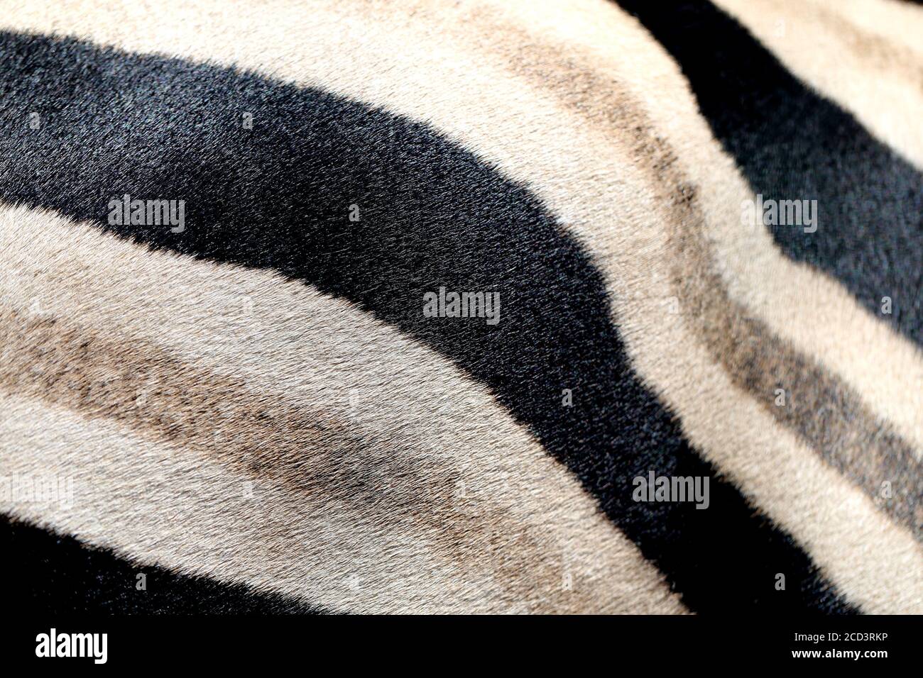 Zebra texture background hi-res stock photography and images - Alamy