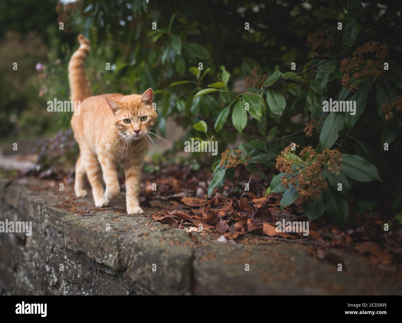 tabby red ginger cat walking on mural next to bush looking curiously ...
