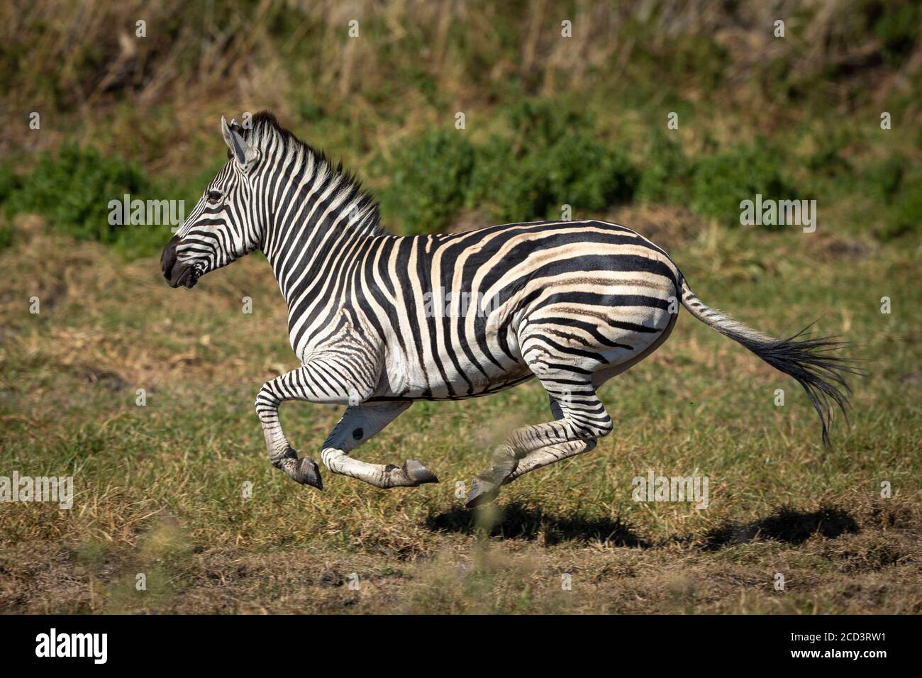 Zebra Running Fast