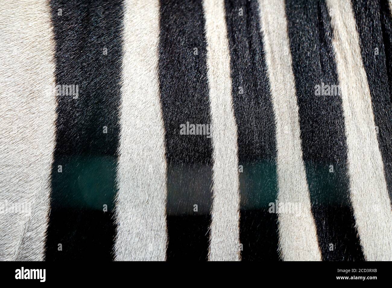 Zebra texture background hi-res stock photography and images - Alamy