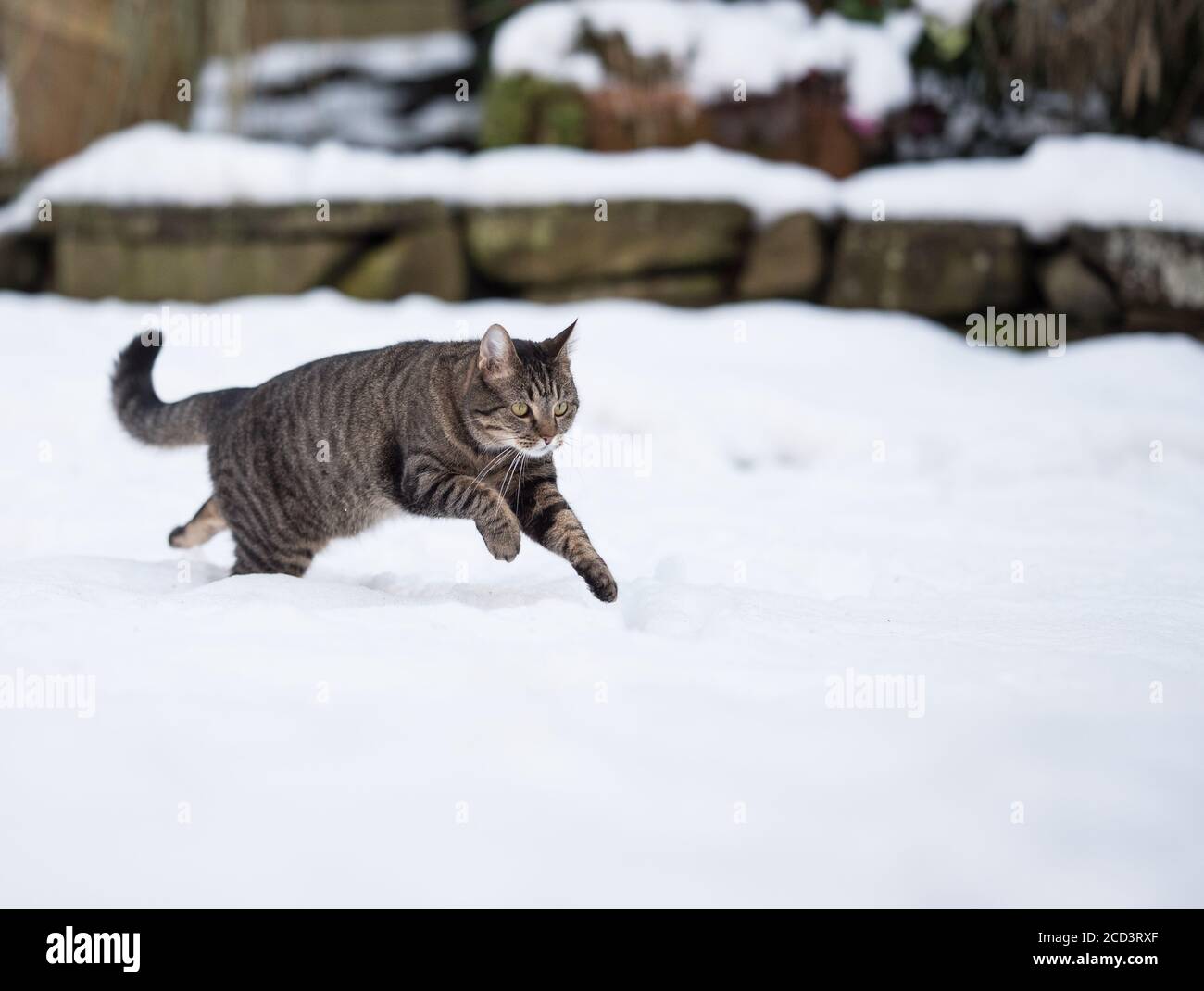 Domestic tabby is running in snow hi-res stock photography and images ...