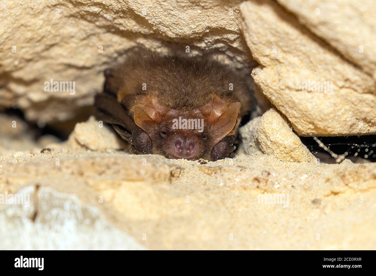 Aka bat hi-res stock photography and images - Alamy