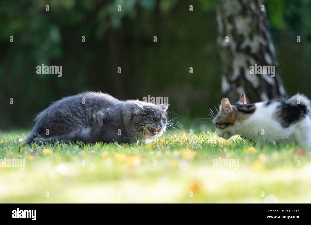 two cats face to face. maine coon cat hissing at another cat outdoors ...