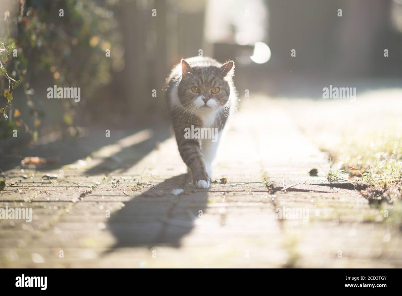 Cat looking towards camera hi-res stock photography and images - Alamy