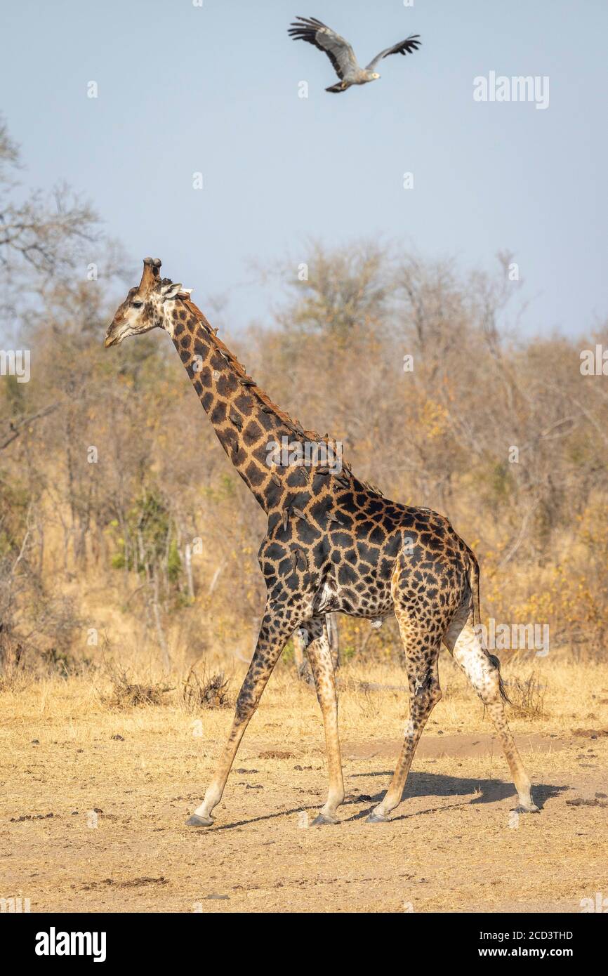 Vertical portrait of a walking male giraffe with gymnogene flying above ...