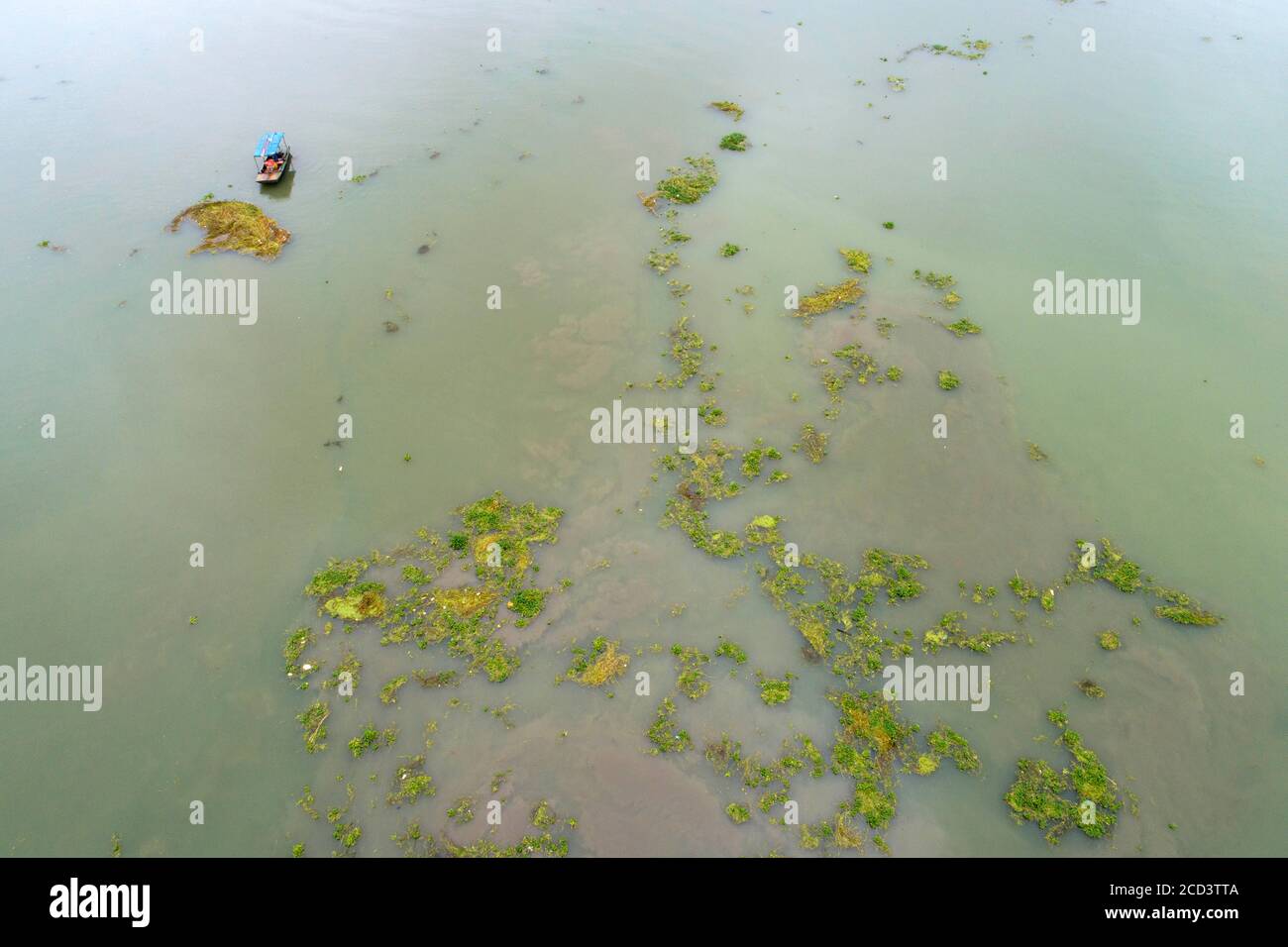 Aerial view of the water hyacinth flowed to Han River by the flood and ...