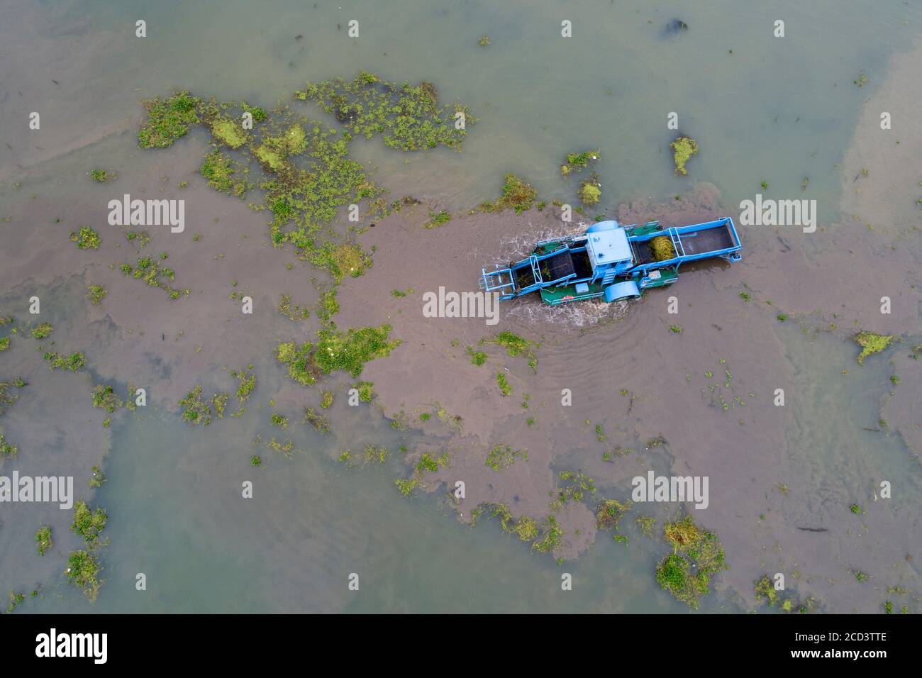 Aerial view of the water hyacinth flowed to Han River by the flood and ...