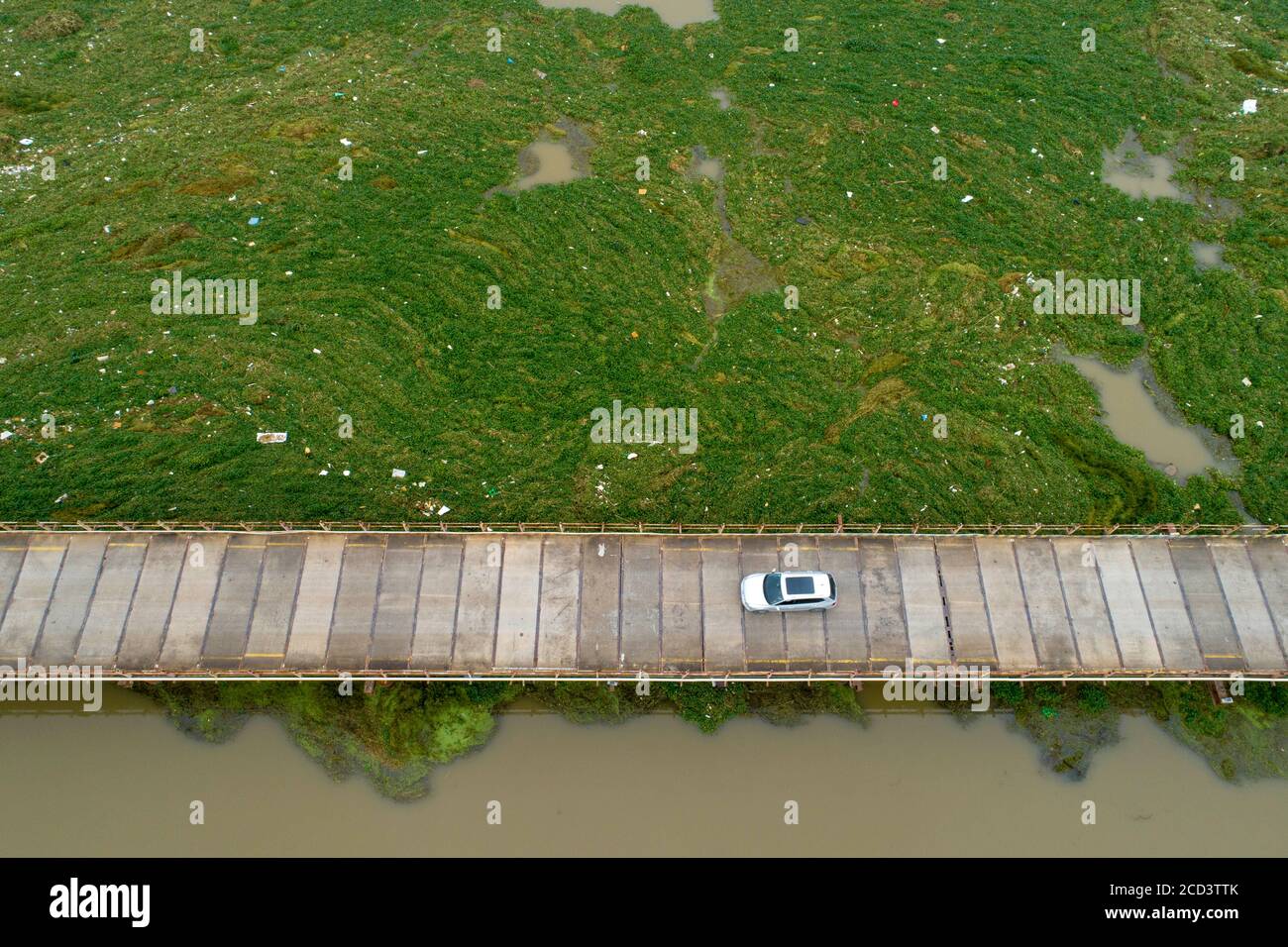 Aerial view of the water hyacinth flowed to Han River by the flood and ...