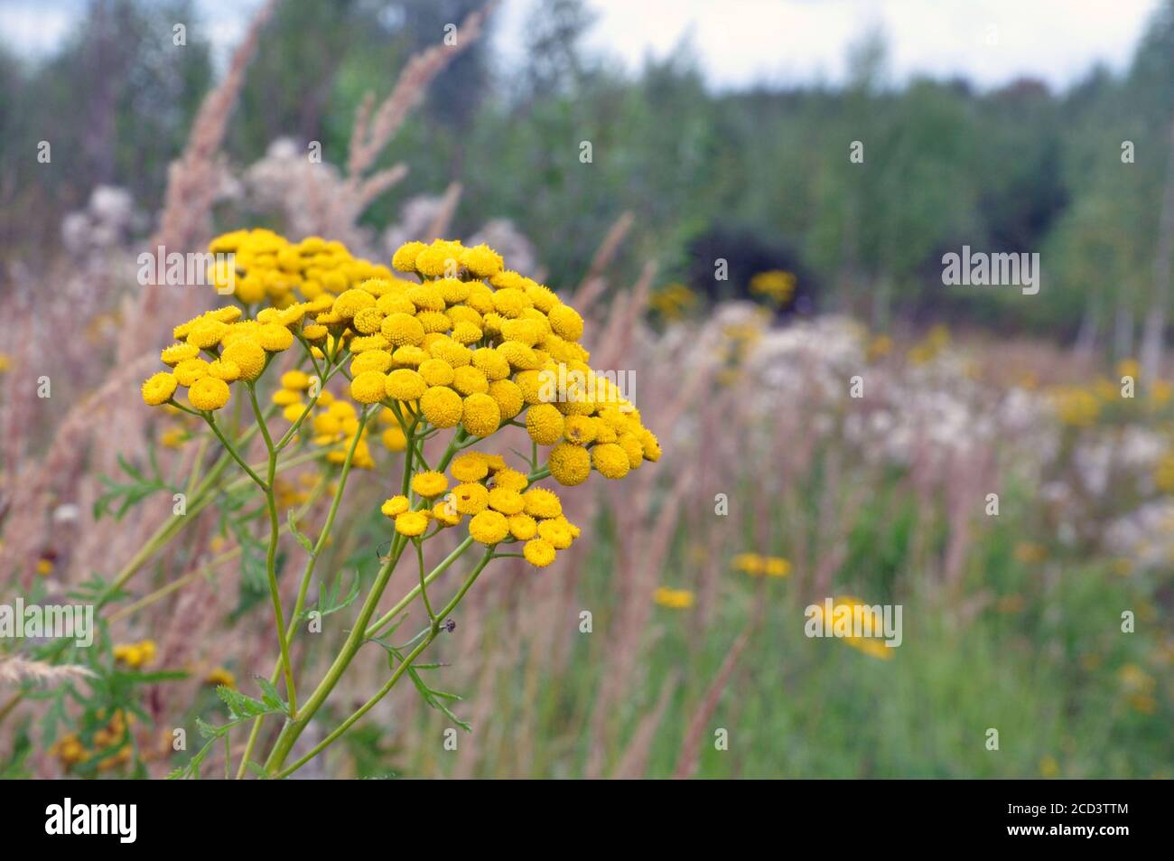 Tanacetum vulgare, yellow flowers of common tansy Stock Photo - Alamy